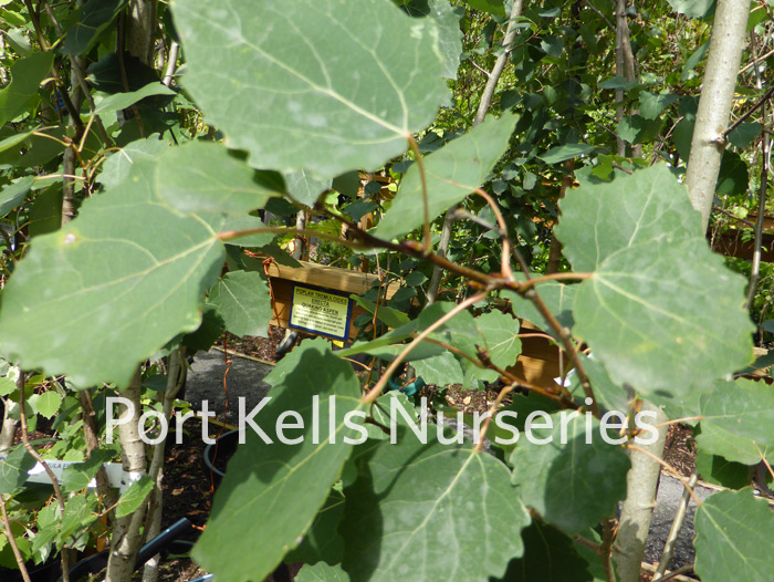 FOTOGRAFÍA | Bosques Templados | Page 164 | SkyscraperCity Forum